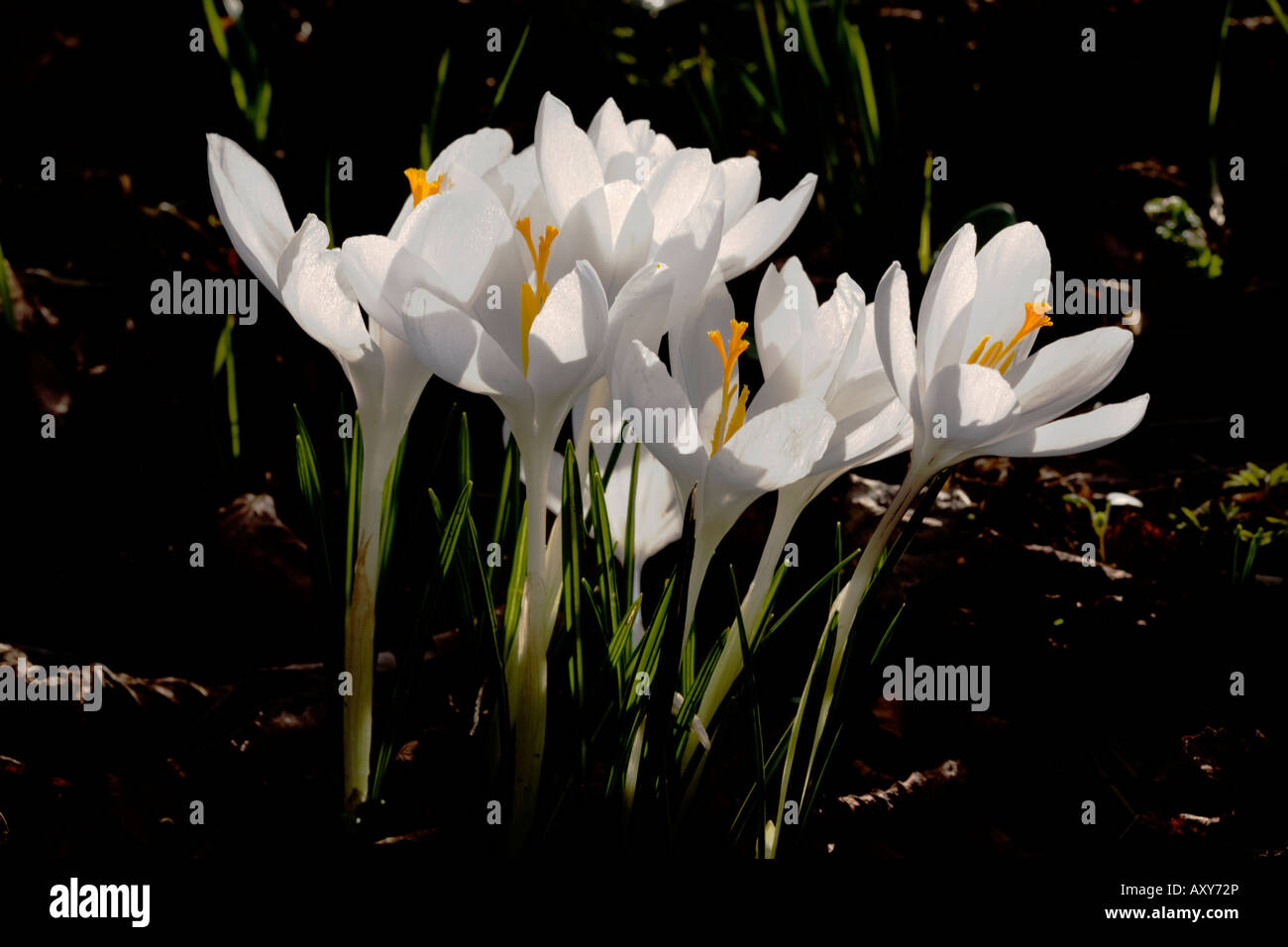 Grocus hi-res stock photography and images - Alamy