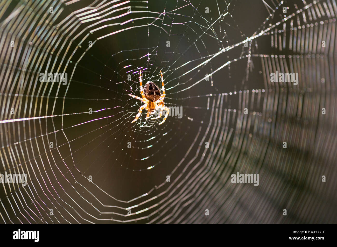 Common spider in the center of it's web Stock Photo - Alamy