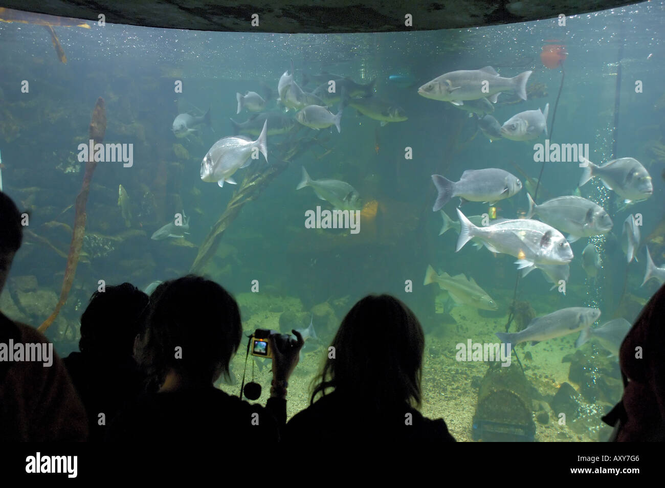 Visitors at the Big Fish Forest of the Anglesey Sea Zoo North Wales ...