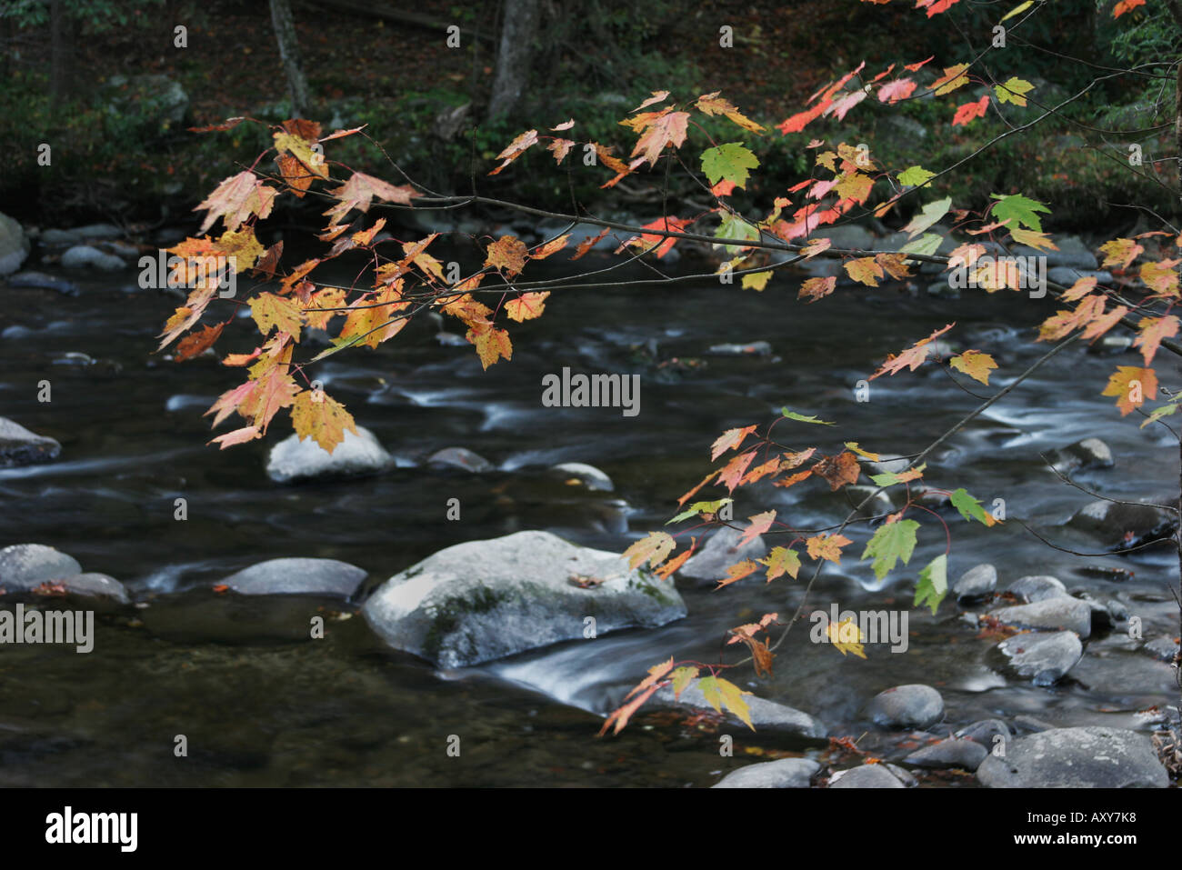 Fall leaves over stream hi-res stock photography and images - Alamy