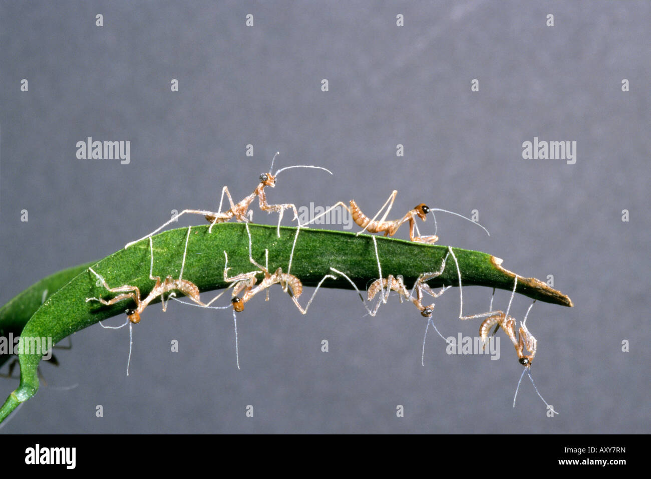Young mantis hi-res stock photography and images - Alamy
