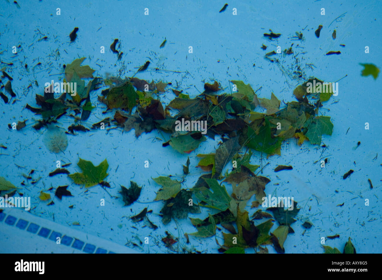 Leaves at the bottom of a pool Stock Photo - Alamy