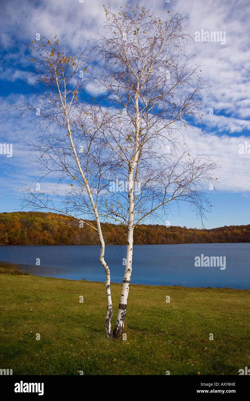 Birch trees beside a lake Stock Photo - Alamy