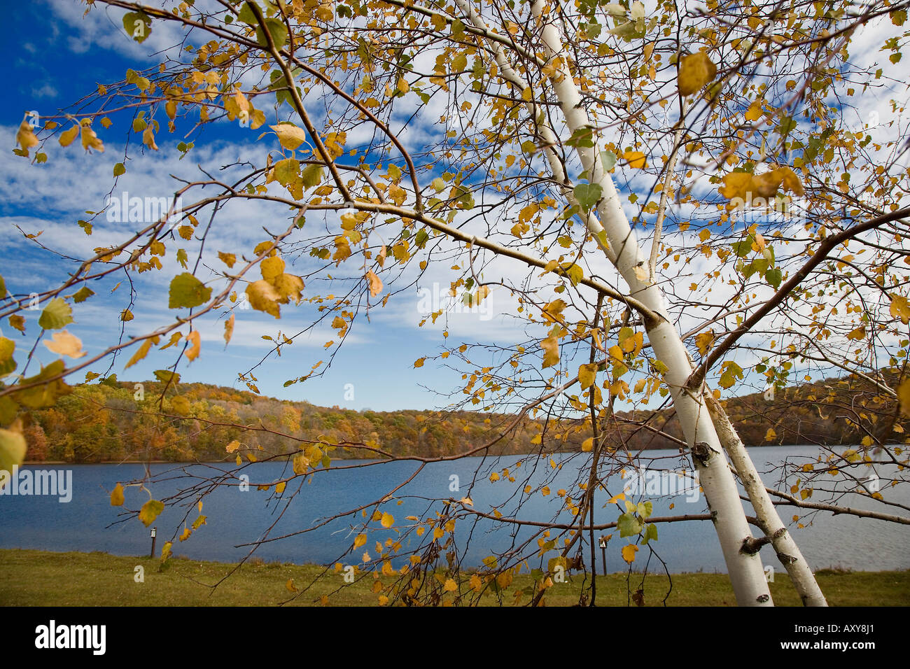 Birch trees beside a lake Stock Photo - Alamy