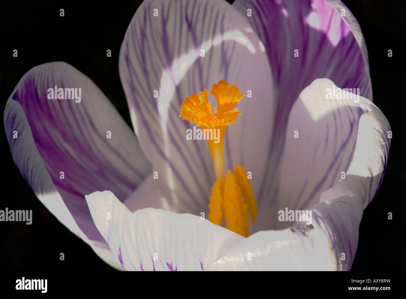 CROCUS IN BLOOM Stock Photo - Alamy