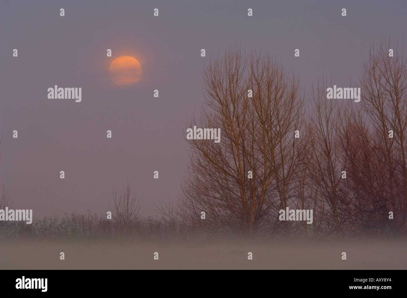 Full moon setting at dawn over trees and radiation fog in field Merced ...