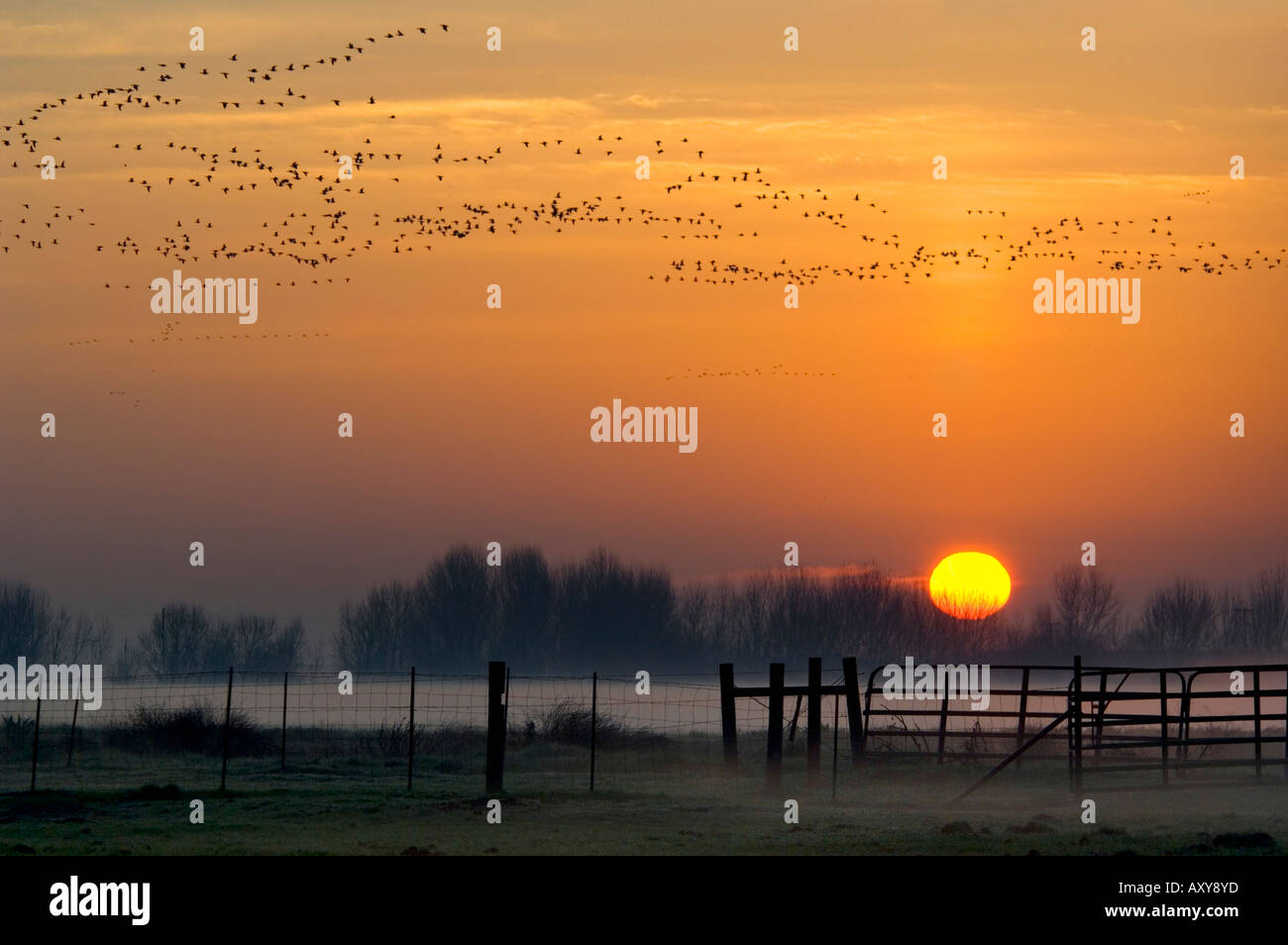 Flock birds fly across farm hi-res stock photography and images - Alamy