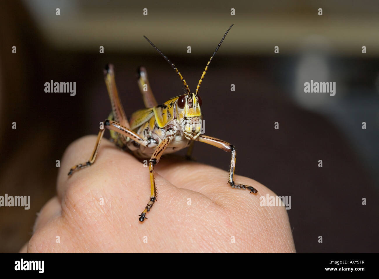 Insect and human interaction hi-res stock photography and images - Alamy