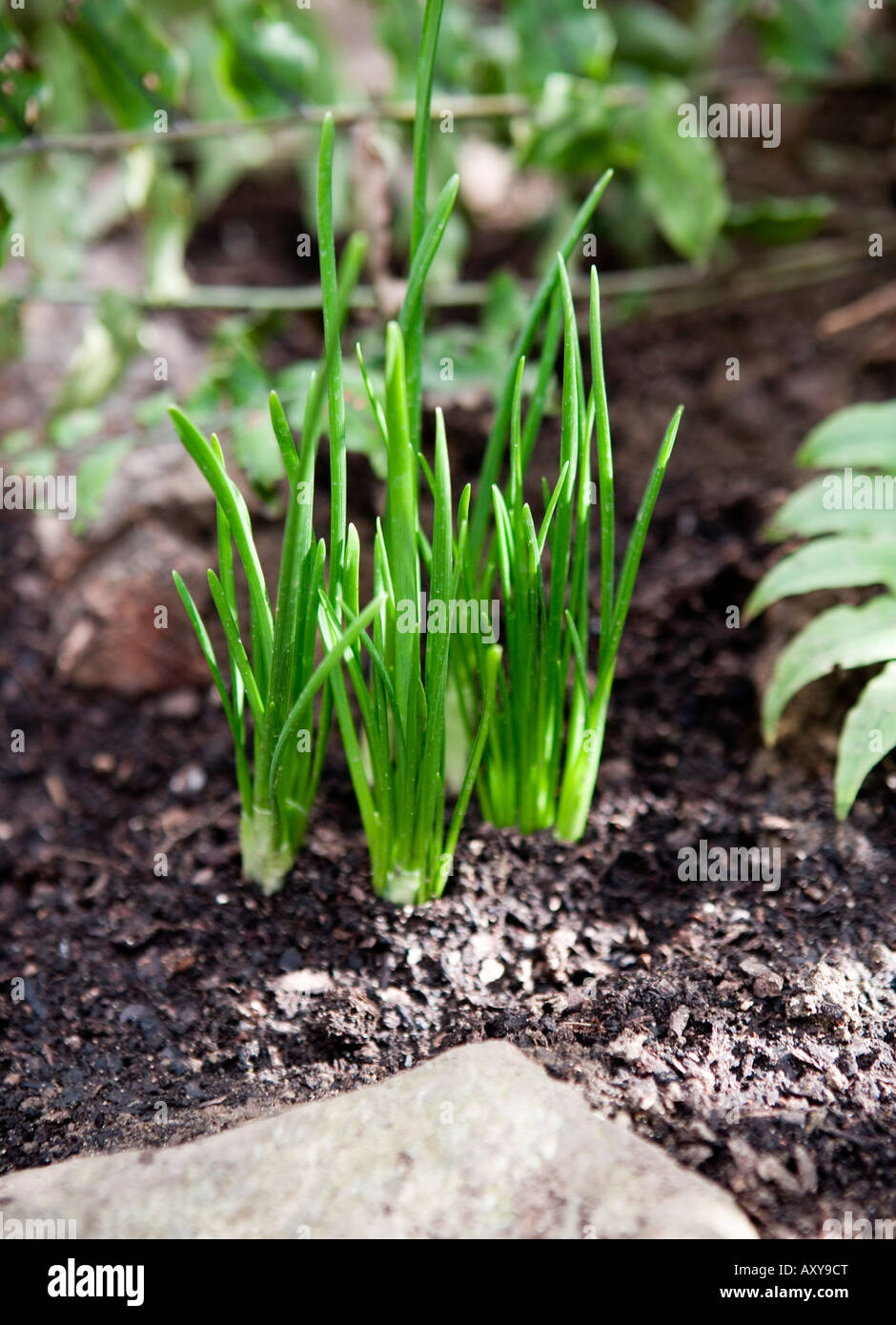 Daffodil shoots growing in early spring Stock Photo - Alamy