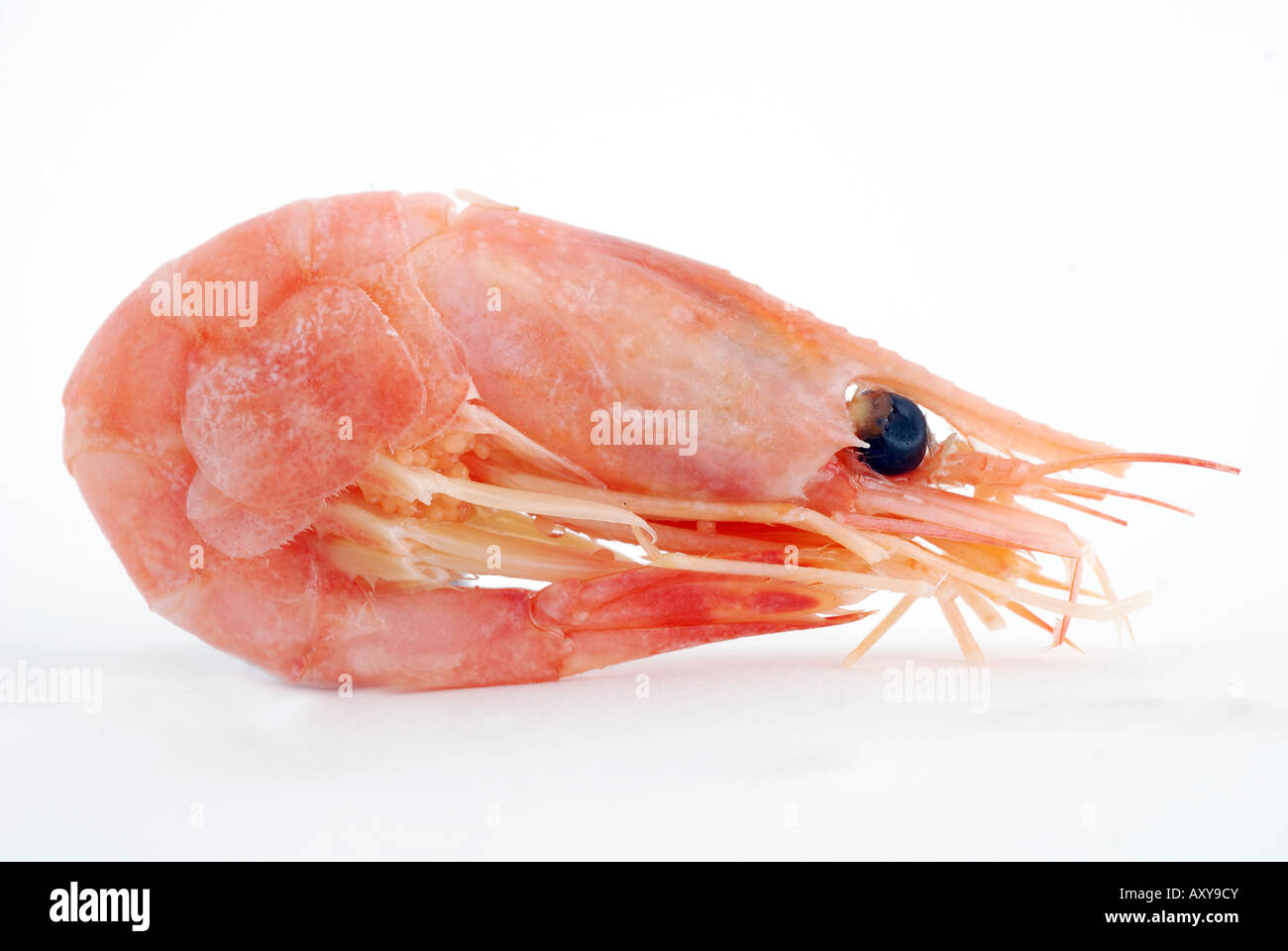 PRAWN ON WHITE BACKGROUND Stock Photo - Alamy