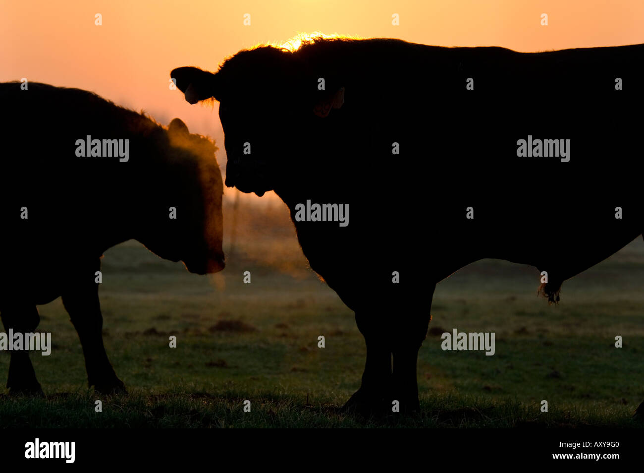 Male Bull cows in farm pasture field at morning sunrise Merced County ...