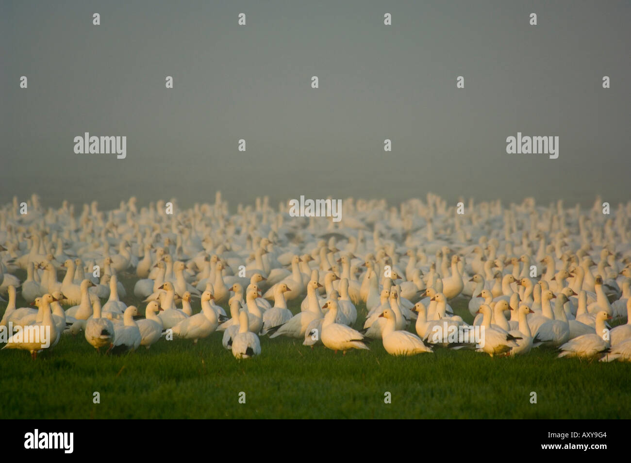 Flock of Ross Geese in field during migration Merced National Wildlife ...