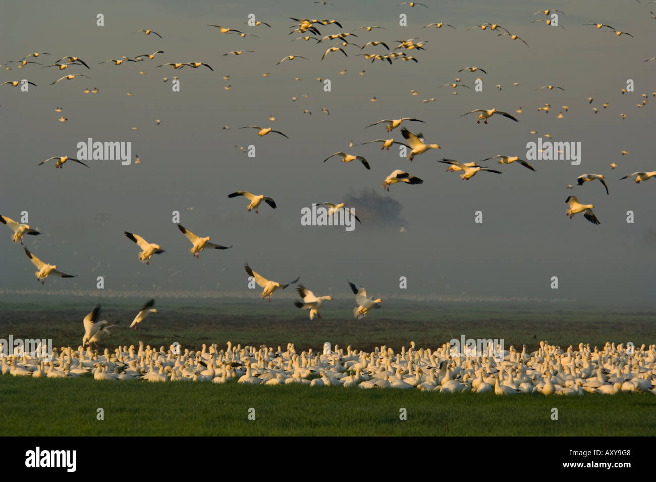 Flocks of Ross Geese flying and in field during migration Merced ...
