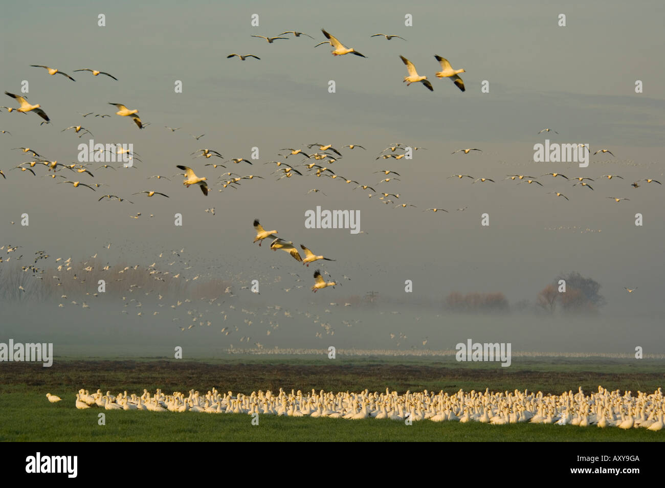Flocks of Ross Geese flying and in field during migration Merced ...