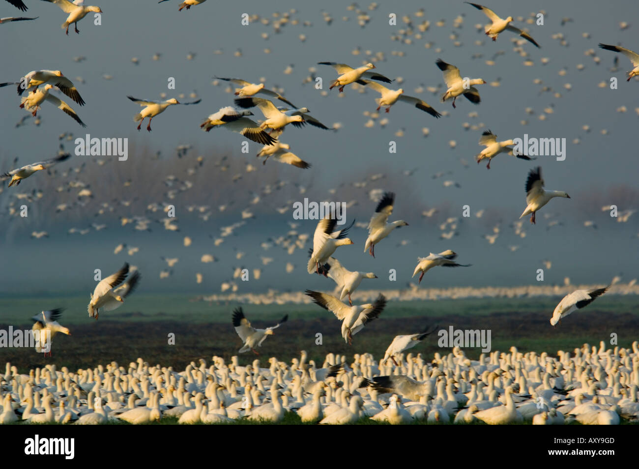 Flocks of Ross Geese flying and in field during migration Merced ...