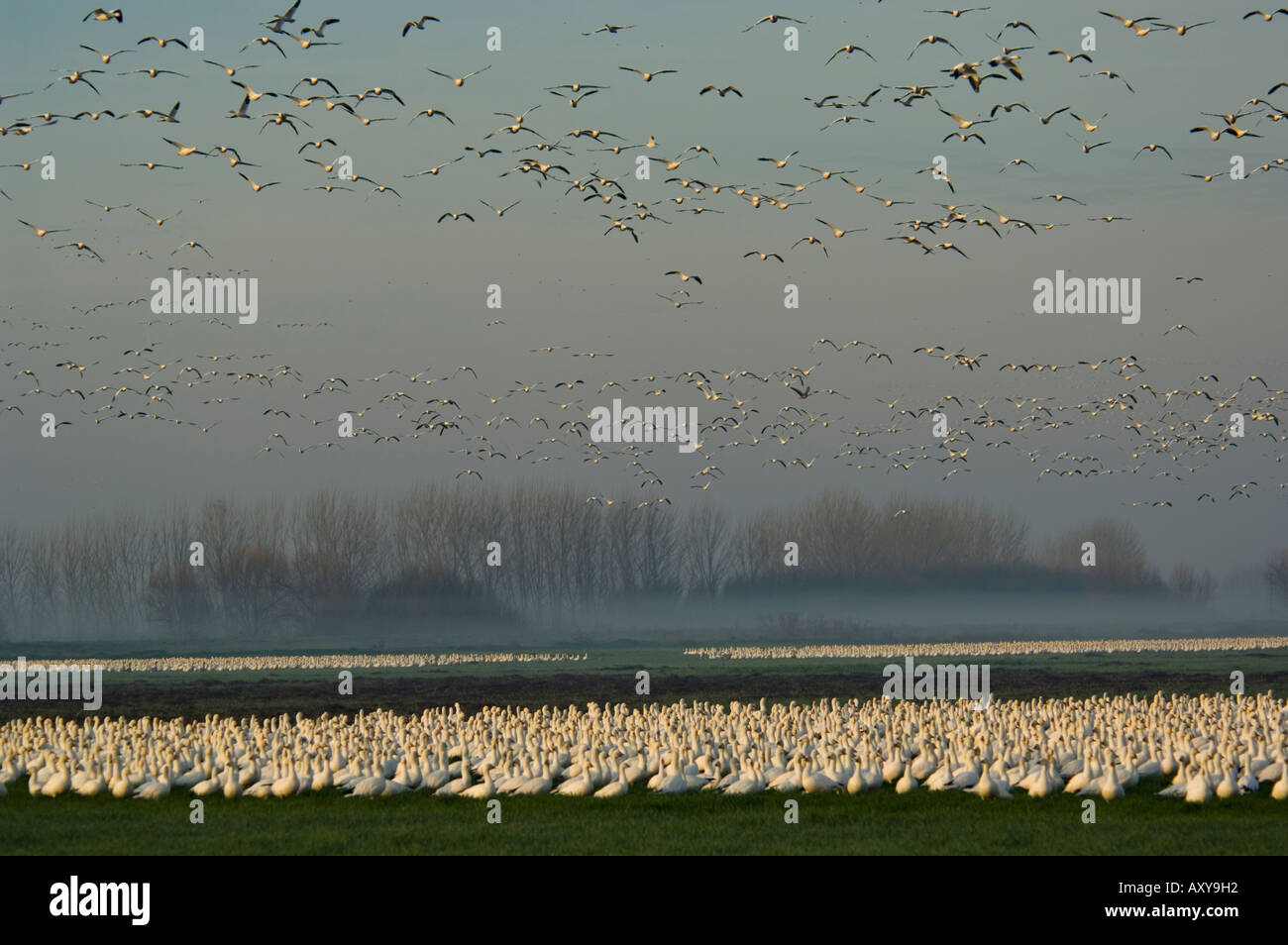 Flocks of Ross s Geese flying and in field during migration Merced ...