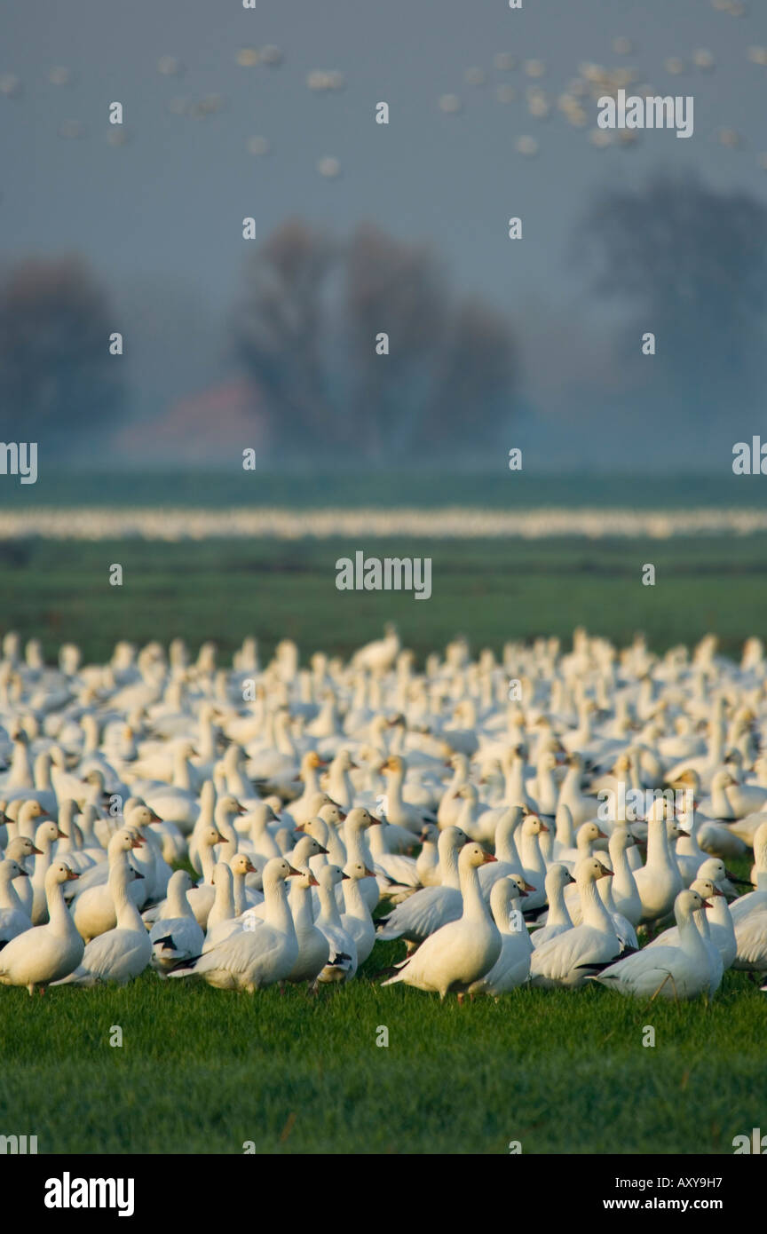 Flock of Ross's Geese in morning field during migration Merced National ...
