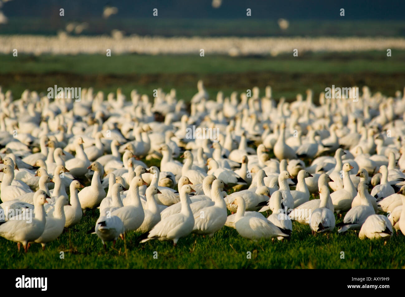 Flock of Ross s Geese in green grass field in morning light Merced ...