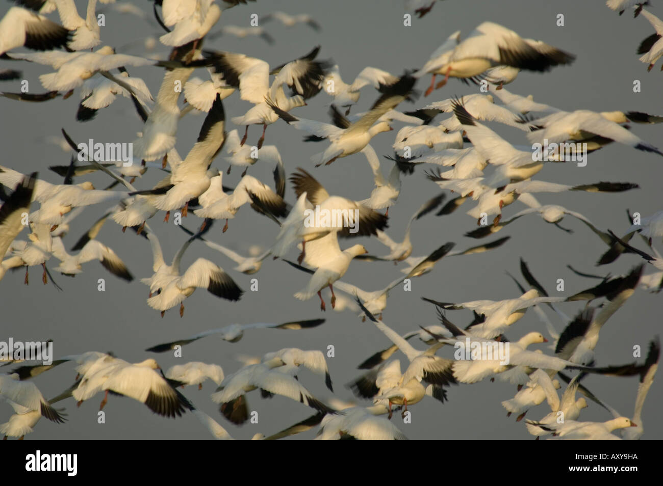 Flocks of Ross s Geese flying during migration Merced National Wildlife ...