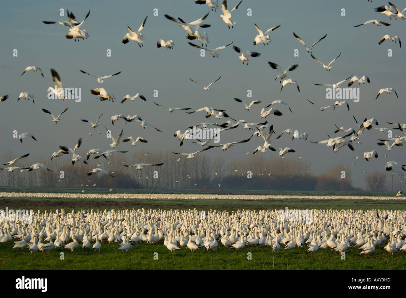 Geese in high altitude migration hi-res stock photography and images ...