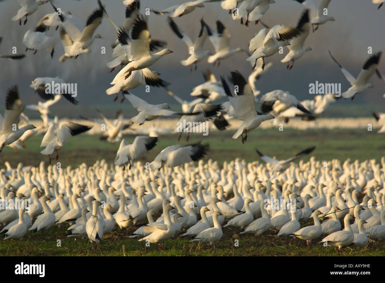 Flocks of Ross s Geese take off from field during migration Merced ...