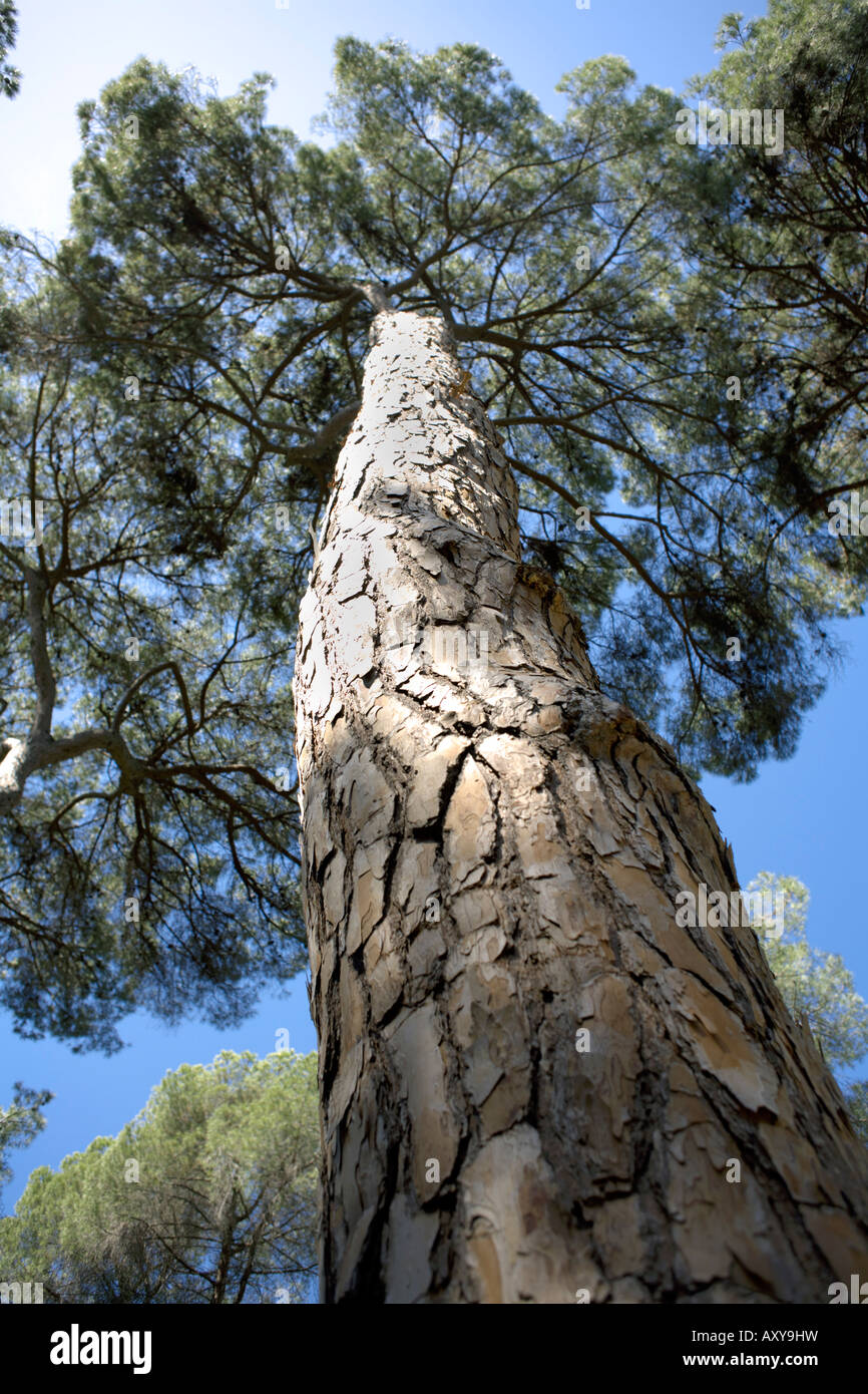 Pinus pinea hi-res stock photography and images - Alamy