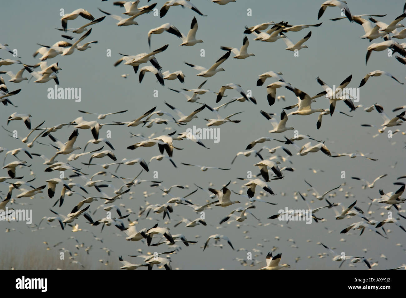 Flocks of Ross s Geese flying during migration Merced National Wildlife ...