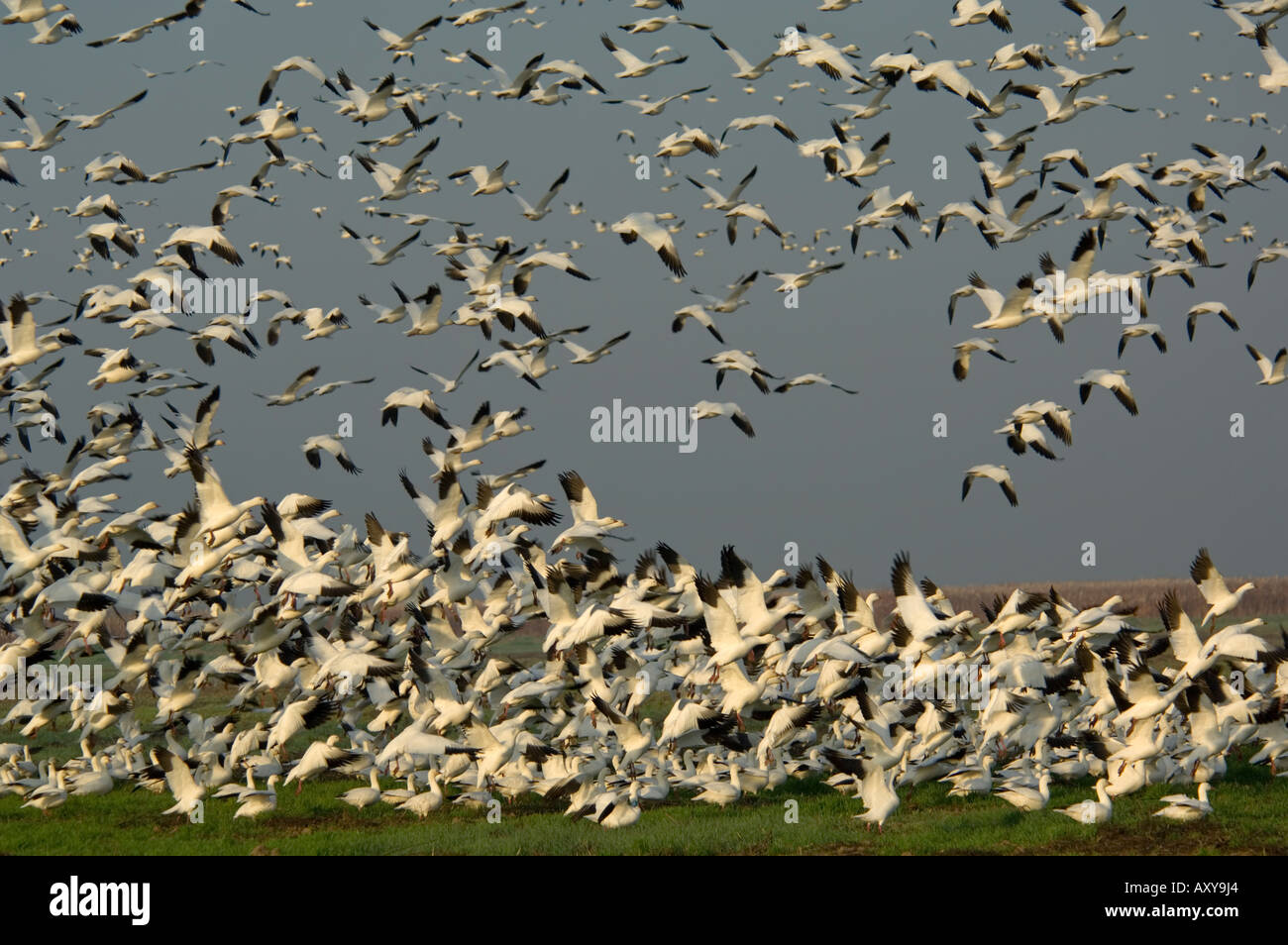 Flocks of Ross s Geese take off from field during migration Merced ...