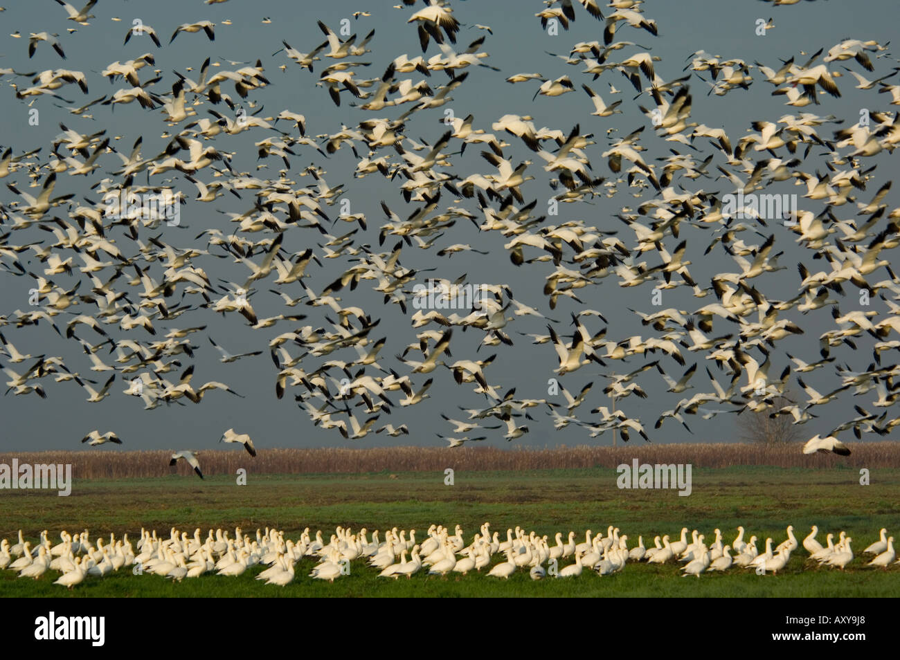 Flock of Ross's Geese flying in morning during migration Merced ...