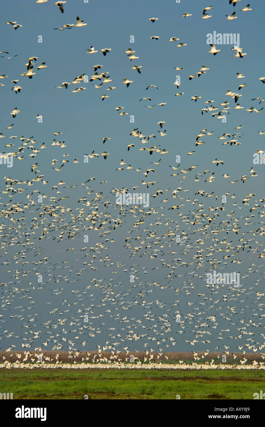 Flock of Ross's Geese flying in morning during migration Merced ...
