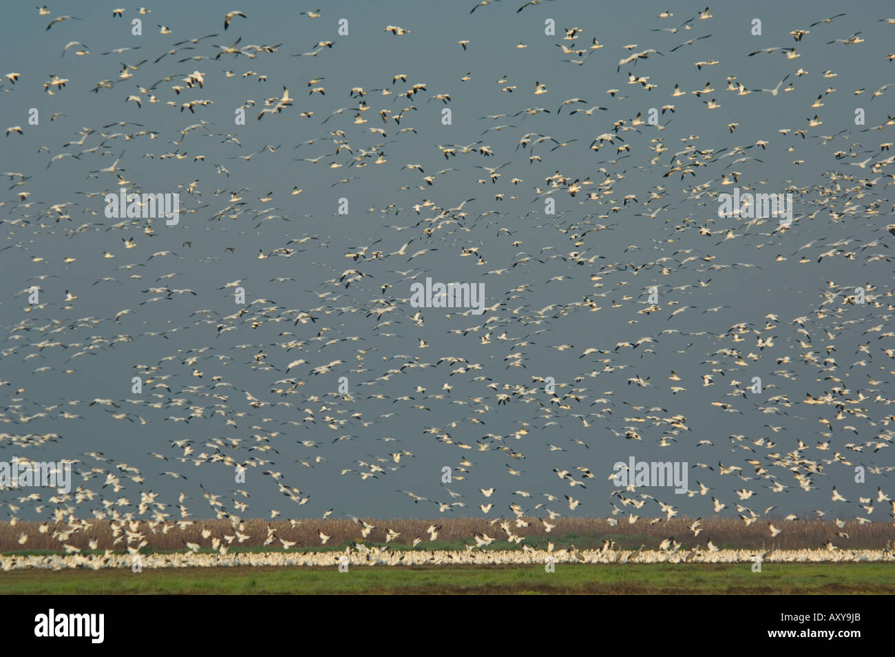Flock of Ross's Geese flying in morning during migration Merced ...
