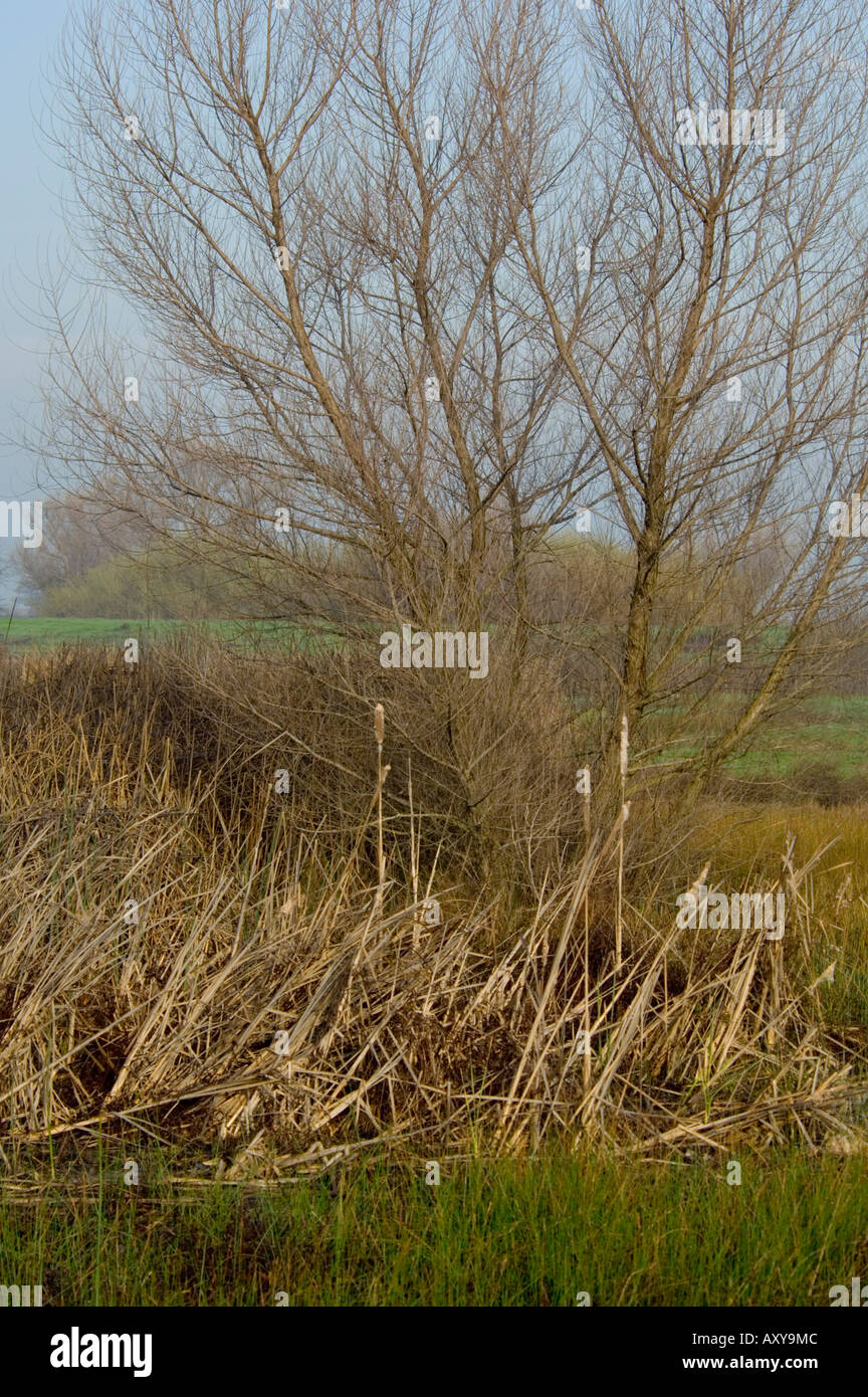 Barren tree branches in winter Merced National Wildlife Refuge Central ...