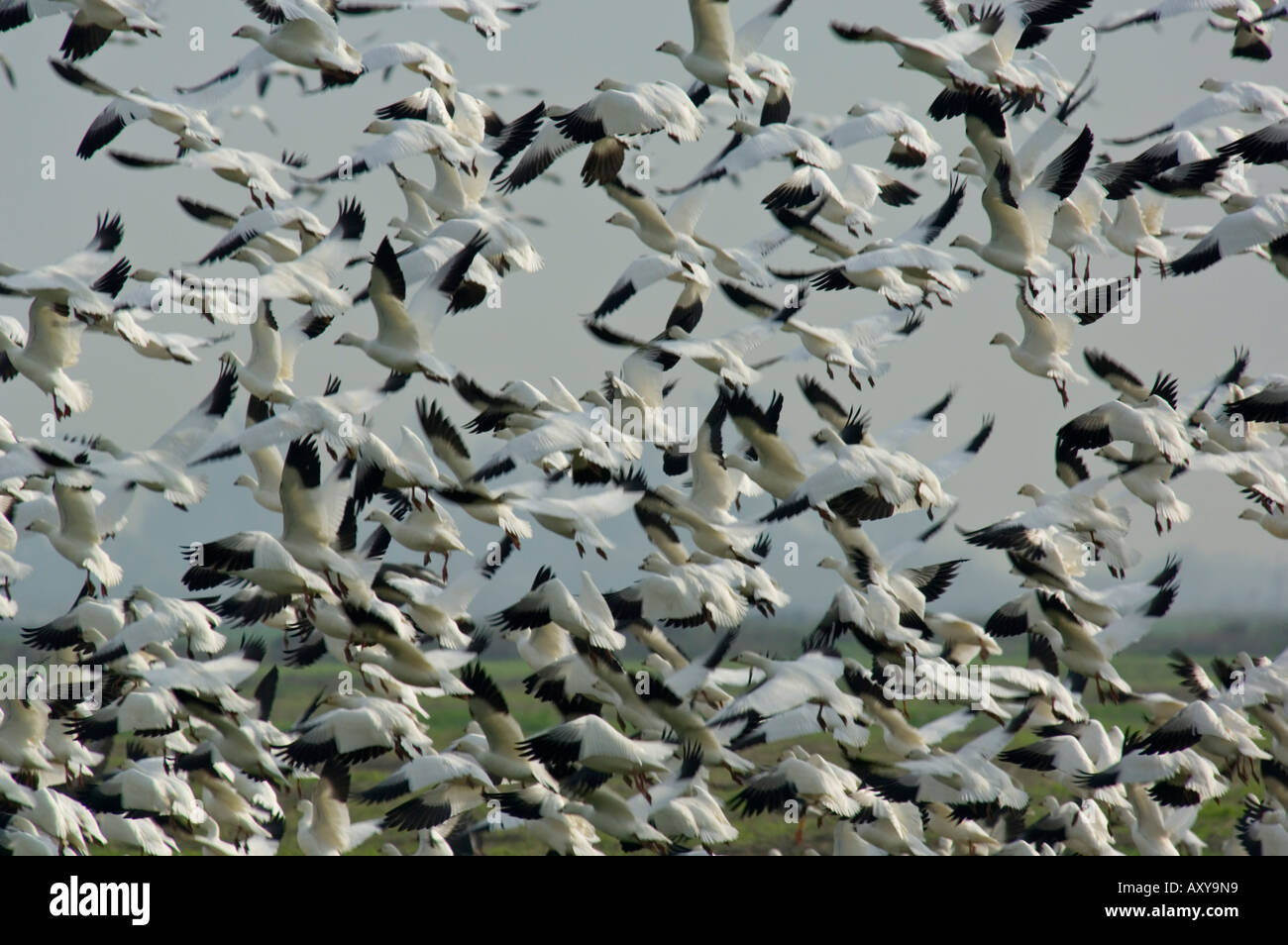 Flocks of Ross s Geese take off from field during migration Merced ...