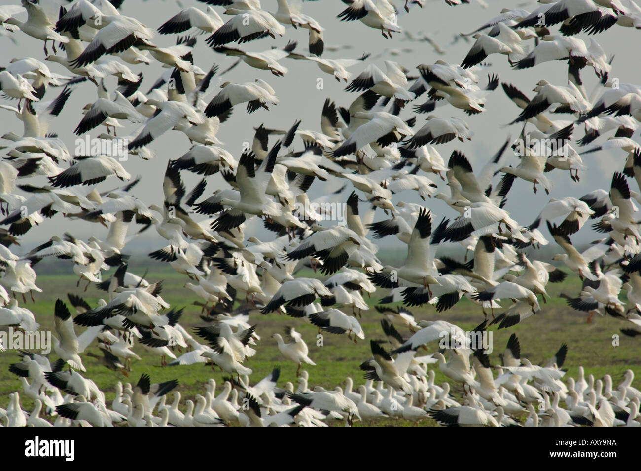 Flocks of Ross s Geese take off from field during migration Merced ...