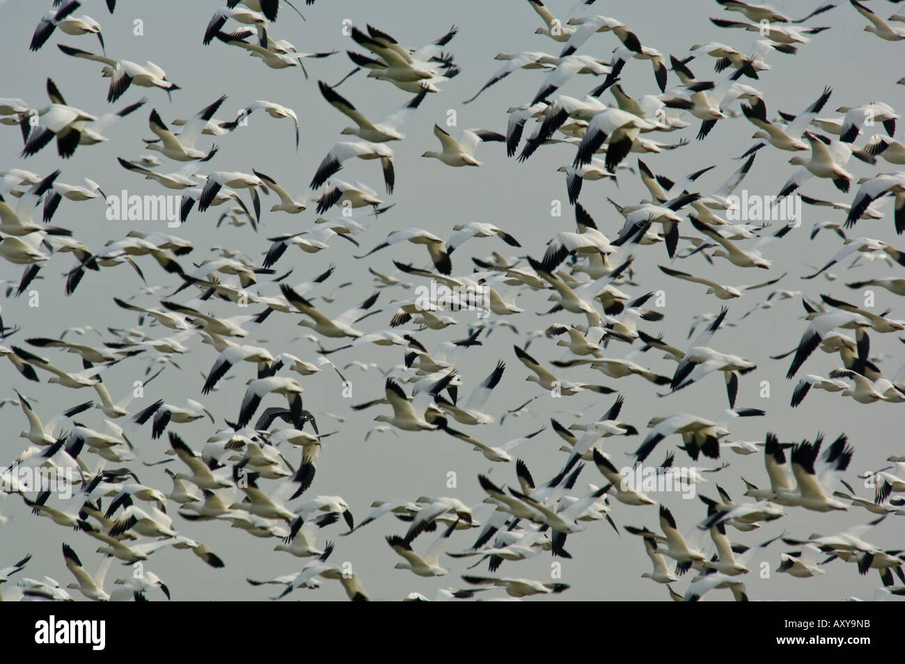 High altitude geese in migration hi-res stock photography and images ...