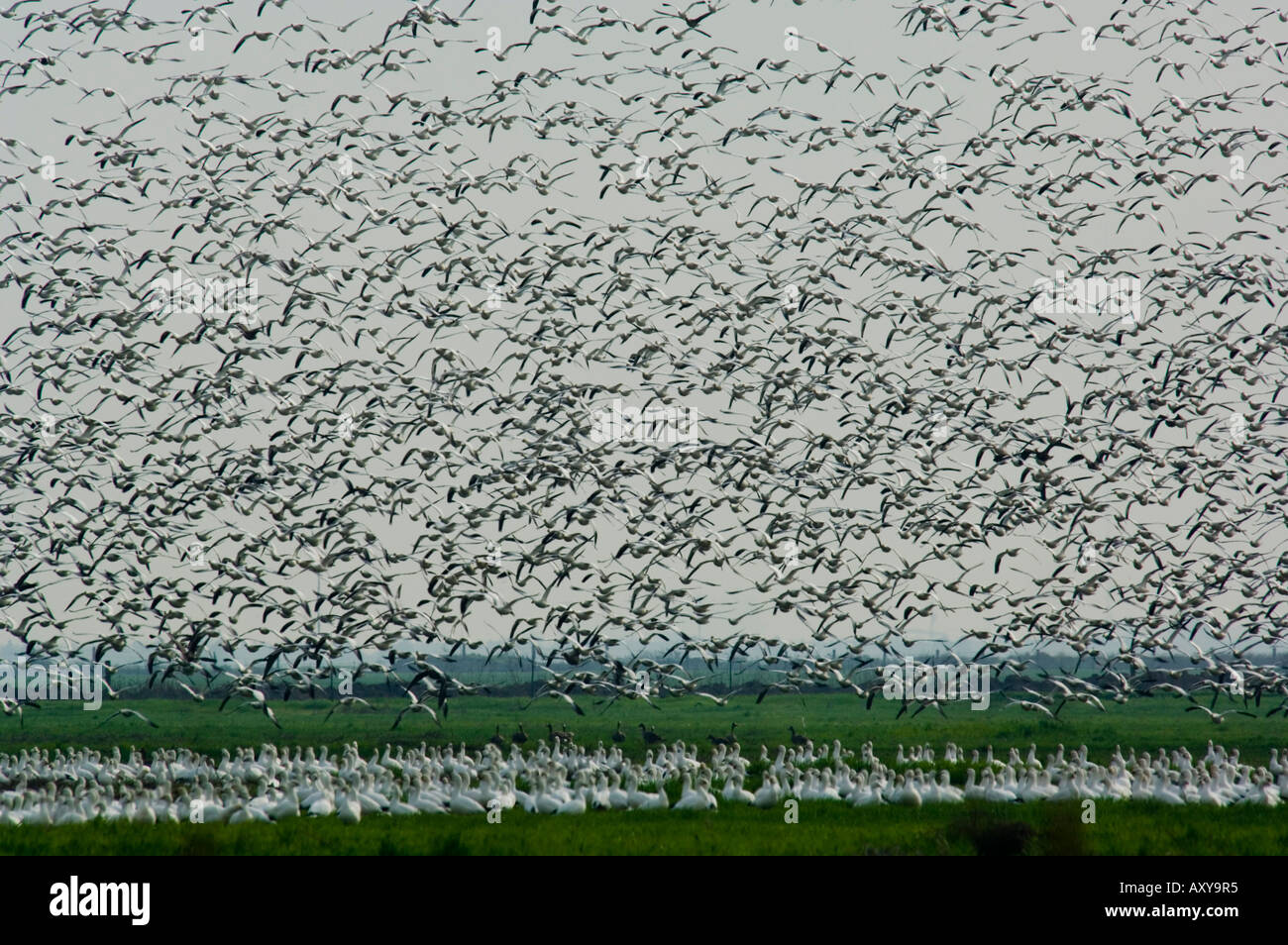 Flocks of Ross s Geese take off from field during migration Merced ...