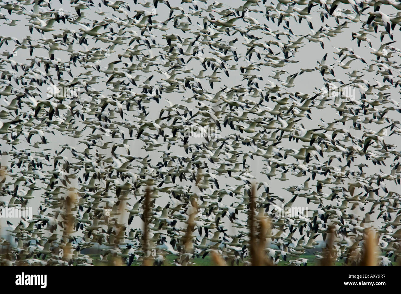 High altitude geese in migration hi-res stock photography and images ...