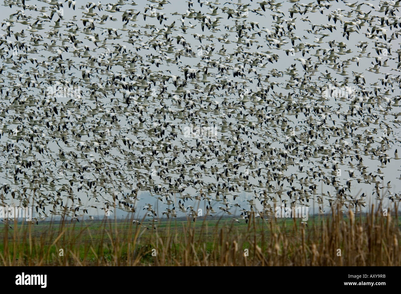 Flocks of Ross s Geese take off from field during migration Merced ...