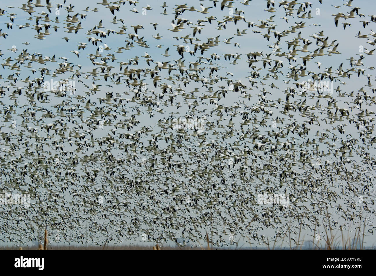 Flocks of Ross s Geese flying during migration Merced National Wildlife ...