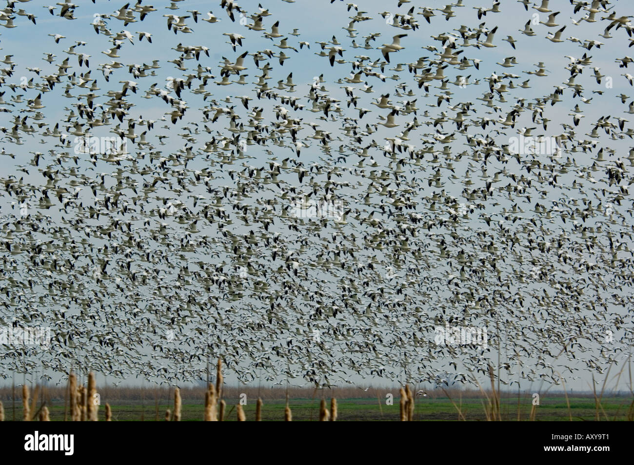 Flocks of Ross s Geese take off from field during migration Merced ...