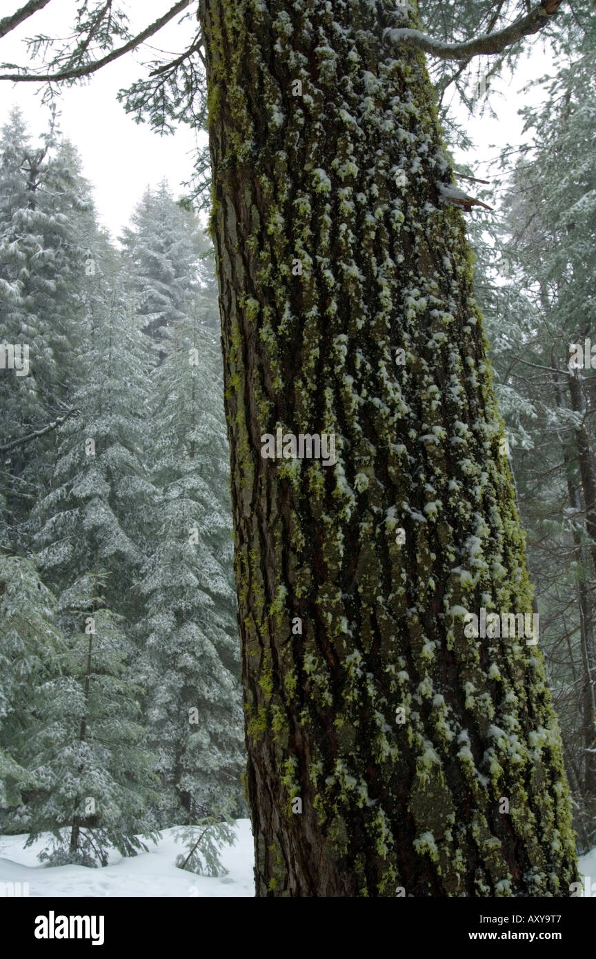 California red fir abies magnifica hi-res stock photography and images ...