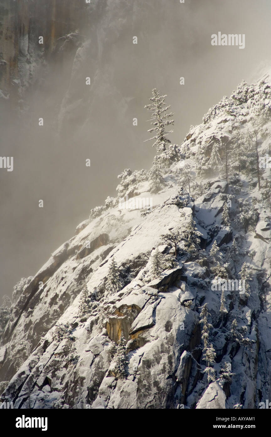 Lone tree on snow covered rock slope Yosemite National Park California ...