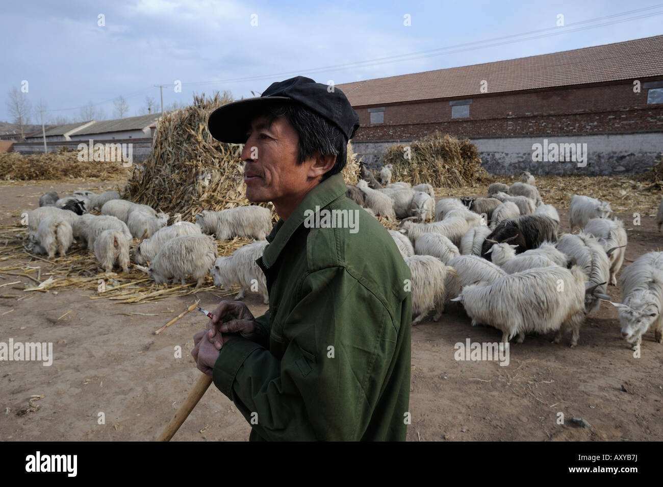 A farmer shepherd herds sheep in a village in Chicheng county, Hebei ...