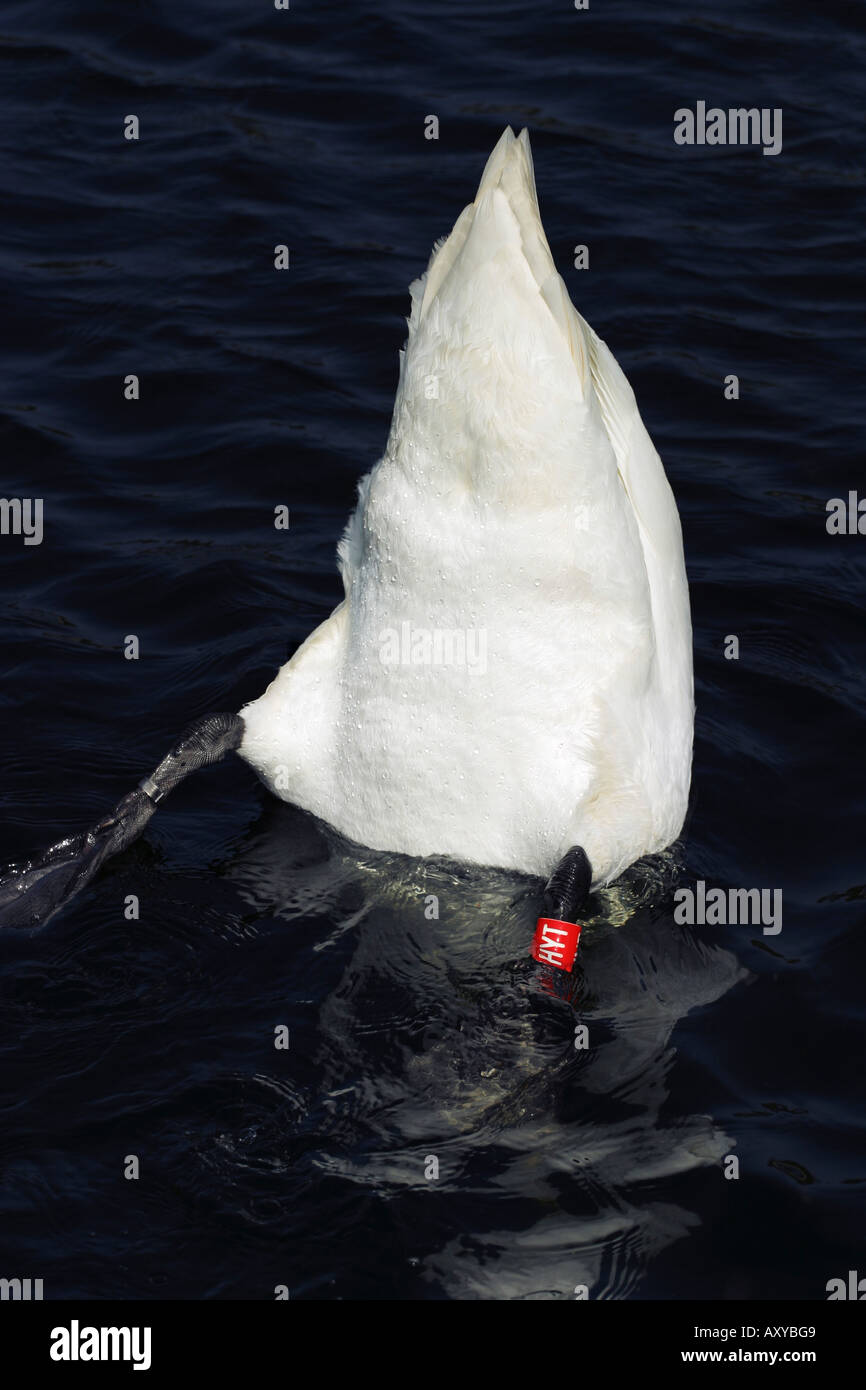 Inverted swan hi-res stock photography and images - Alamy