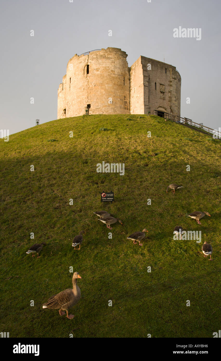 Geese feeding arround Cliffords tower in York North Yorkshire Stock ...