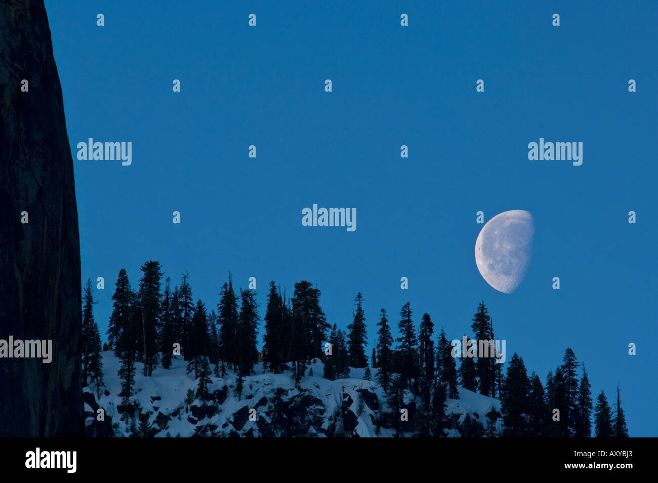 Moon set at dawn next to cliff over trees on snow mountain ridge in ...