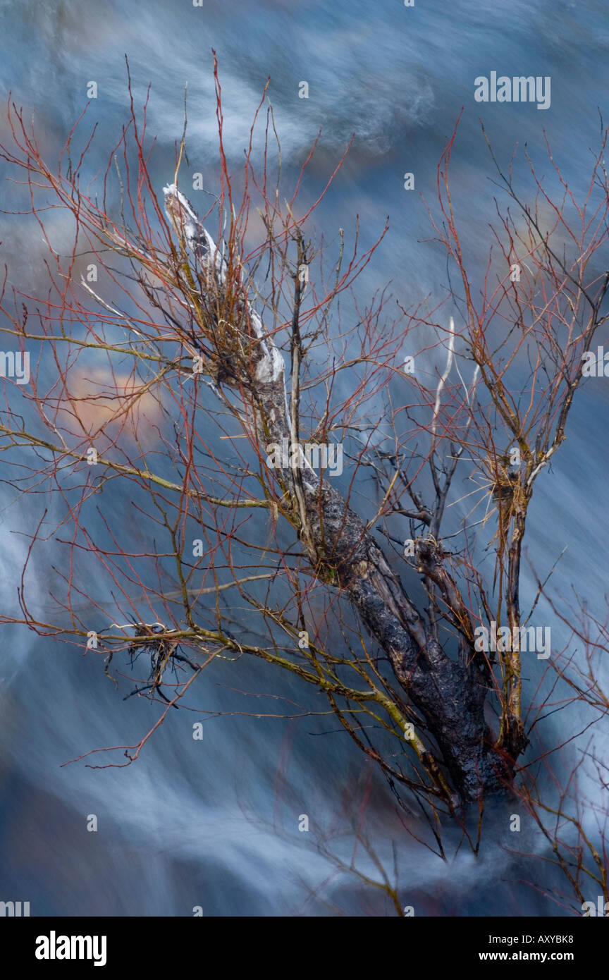 Fallen tree branches sticking out of flowing water Merced River ...