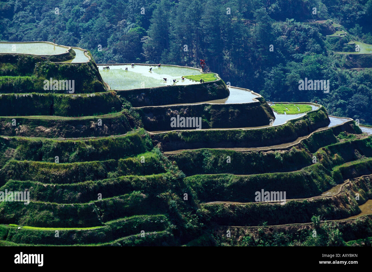 People collecting rice on top of huge rice terraces , Banaue ...