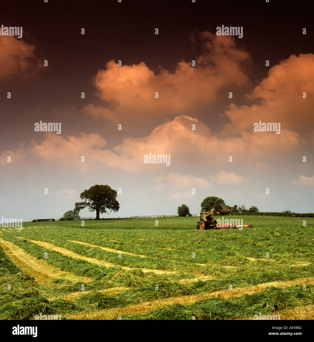 Turning hay with old tractor hi-res stock photography and images - Alamy