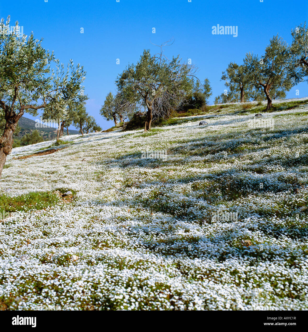 Wild flowers and greece hi-res stock photography and images - Alamy